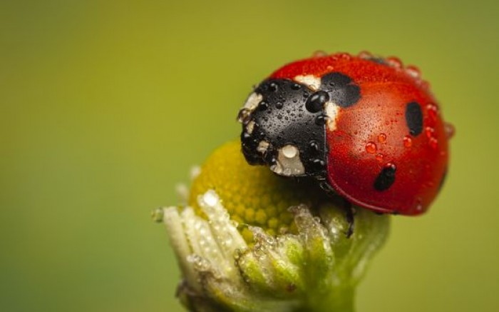 Chrobáčiky, ktoré môžete stretnúť u nás v prírode | SDEŤMI.com
