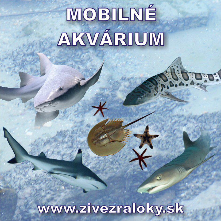 Živé žraloky v Dubnici | SDEŤMI.com