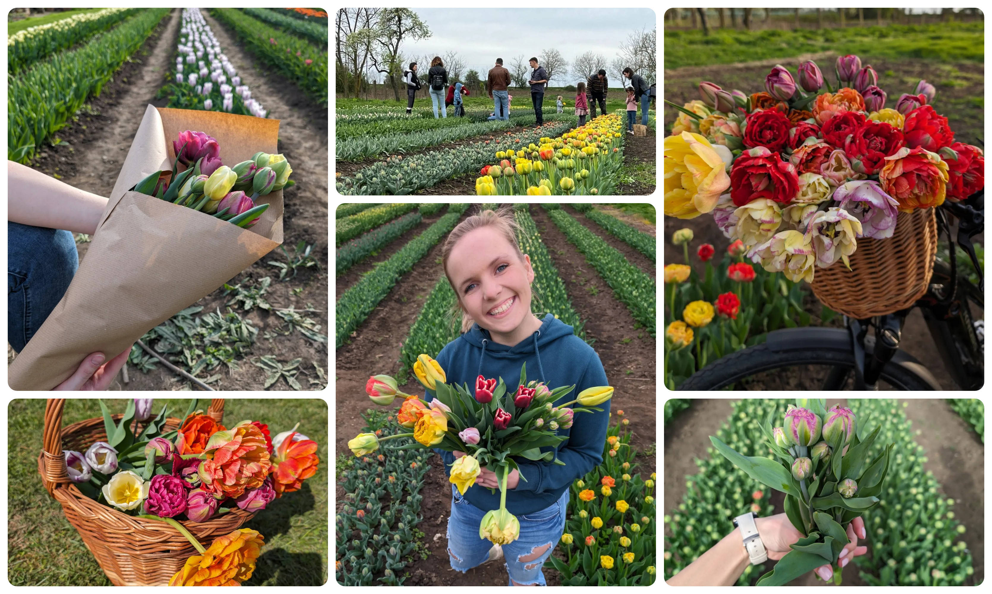 Samozber tulipánov | SDEŤMI.com
