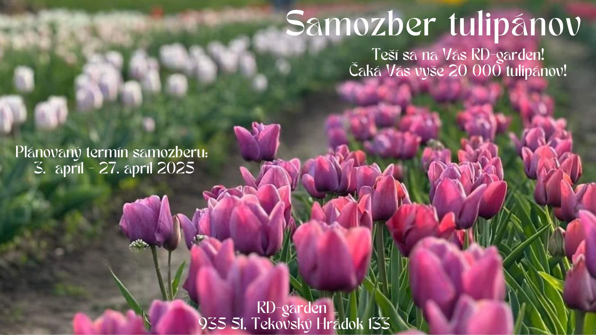 Samozber tulipánov | SDEŤMI.com