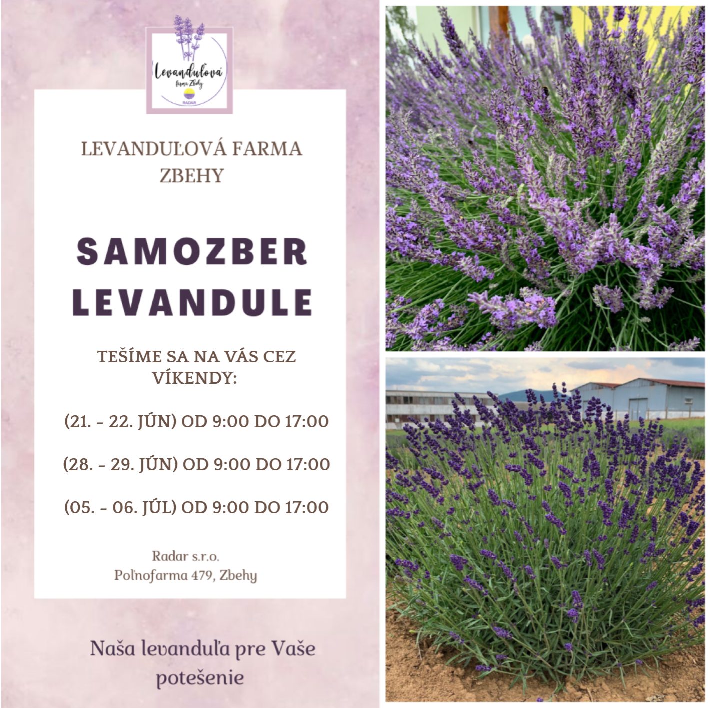 Samozber levandule | SDEŤMI.com